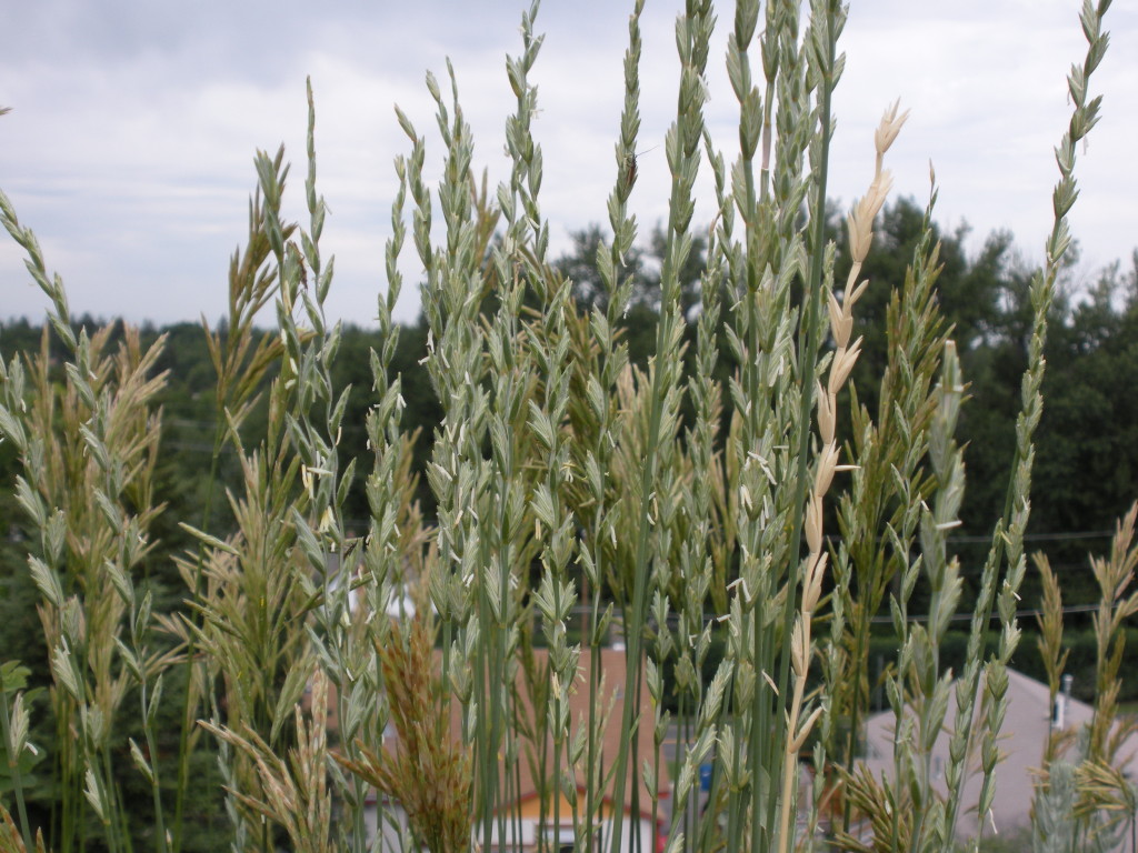 Tolerance of landscape GRASS to species to Recycled Water spray ...